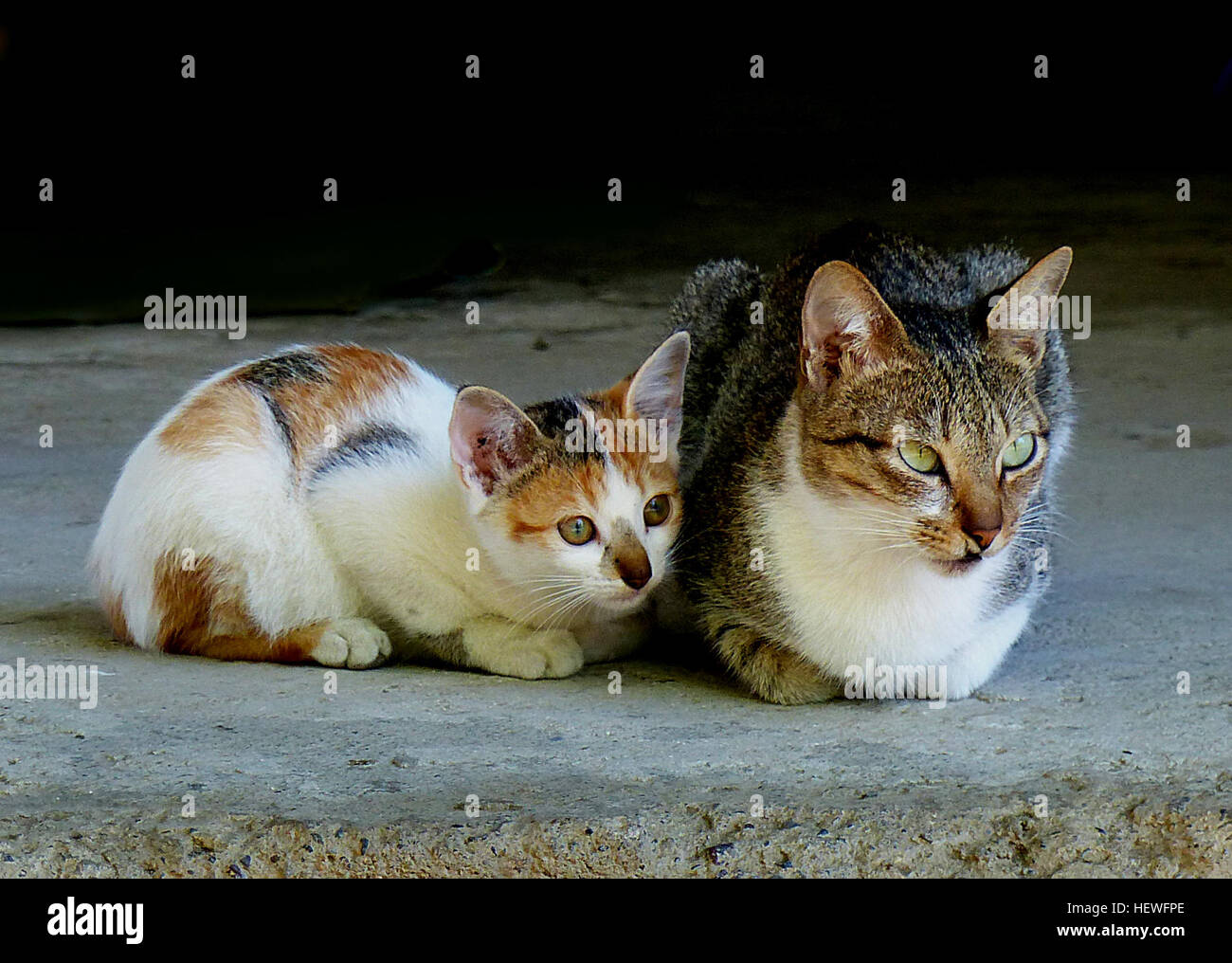 Stray cats can be a problem in communities, especially when they are ...