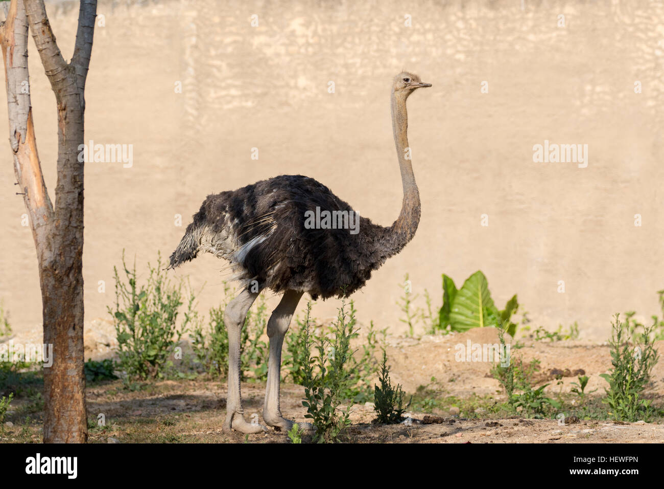 Image of an ostrich on nature background. Wild Animals Stock Photo - Alamy