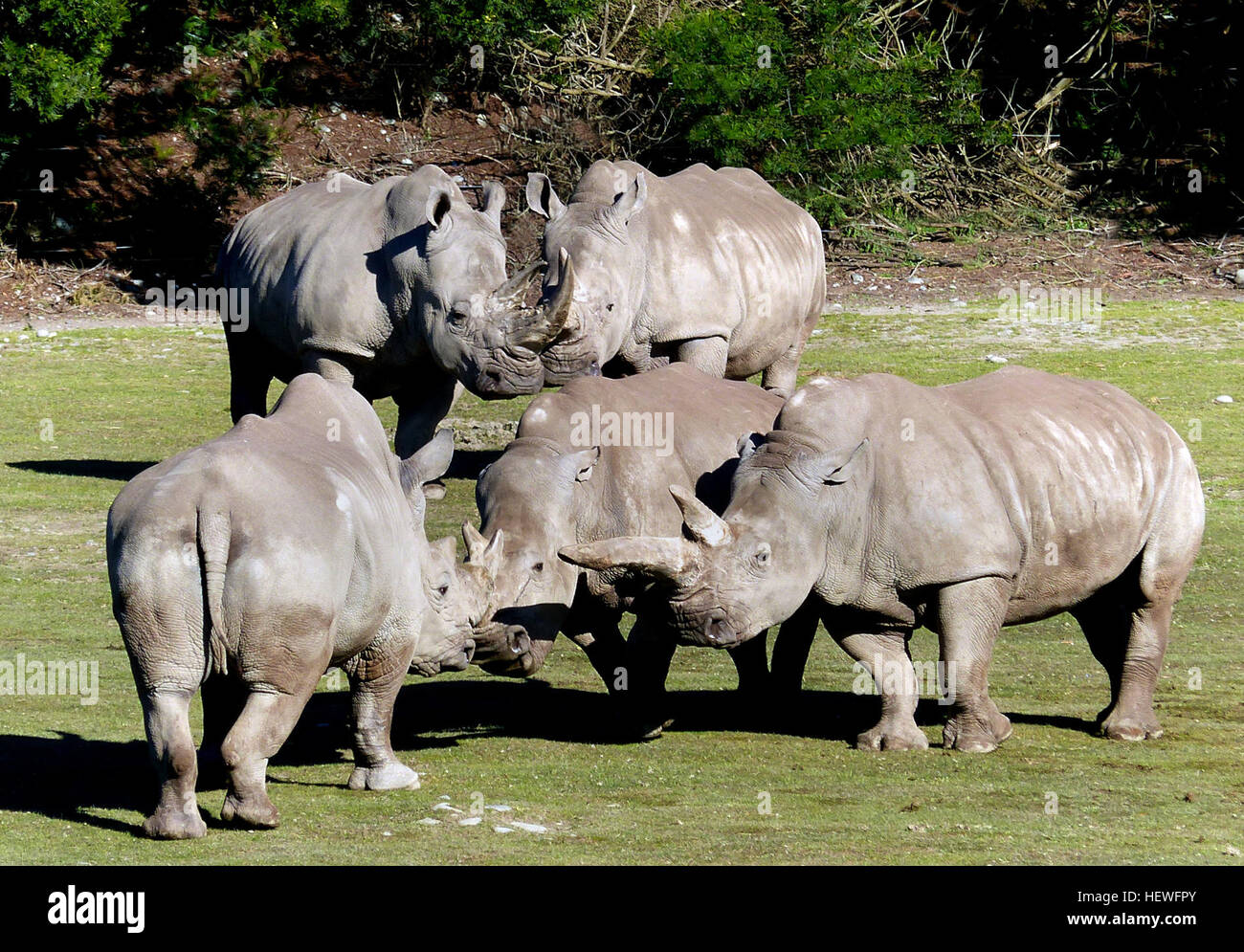 The white rhinoceros, the largest and most common rhino species, is ...