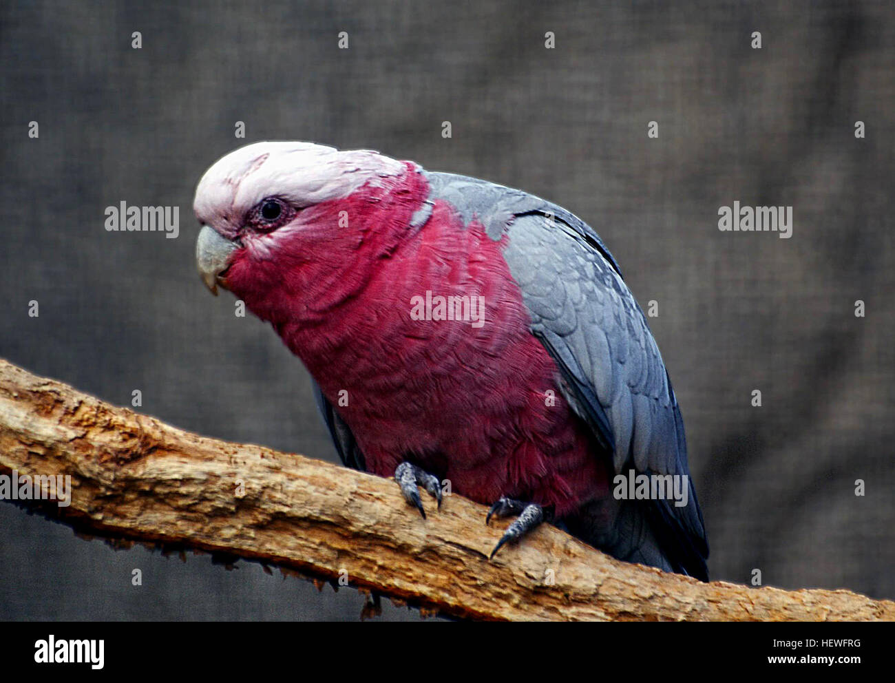 The Galah, a small cockatoo species, is recognized by its striking pink ...