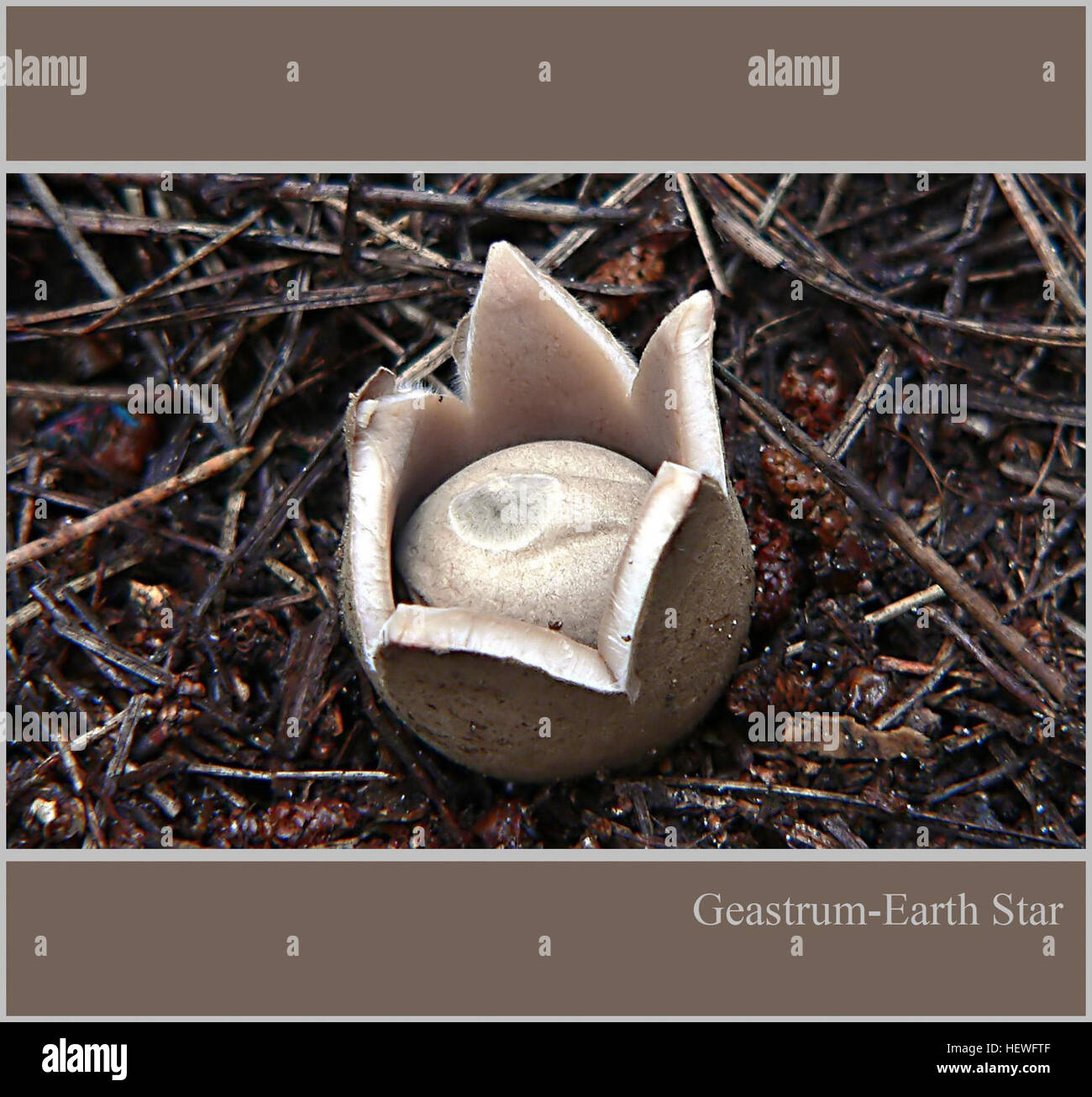 Spore spores dispersal mechanism hi-res stock photography and images ...