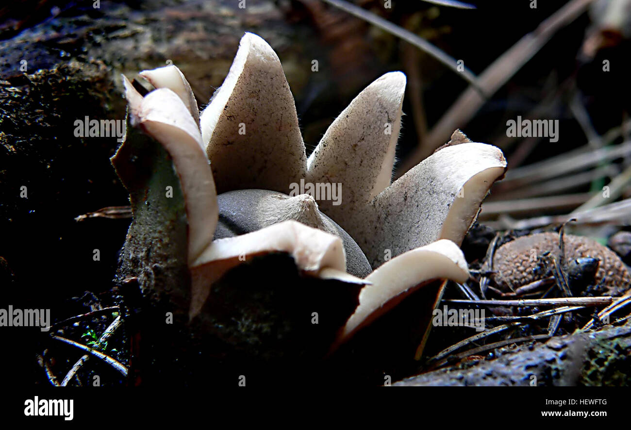 Geastrum saccatum is the earthstar most commonly featured in field ...