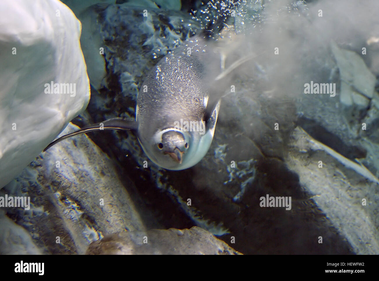 Chinstrap adelie penguins pygoscelis antarctica hi-res stock ...