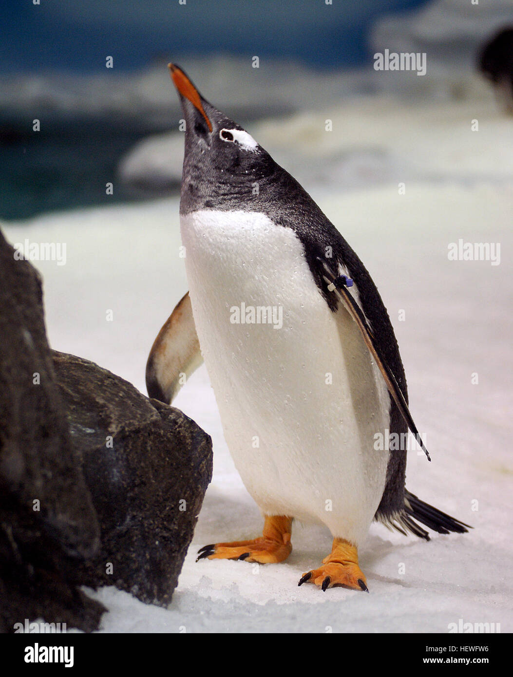 Gentoo penguins, native to Antarctica, are featured at Sea World Gold ...