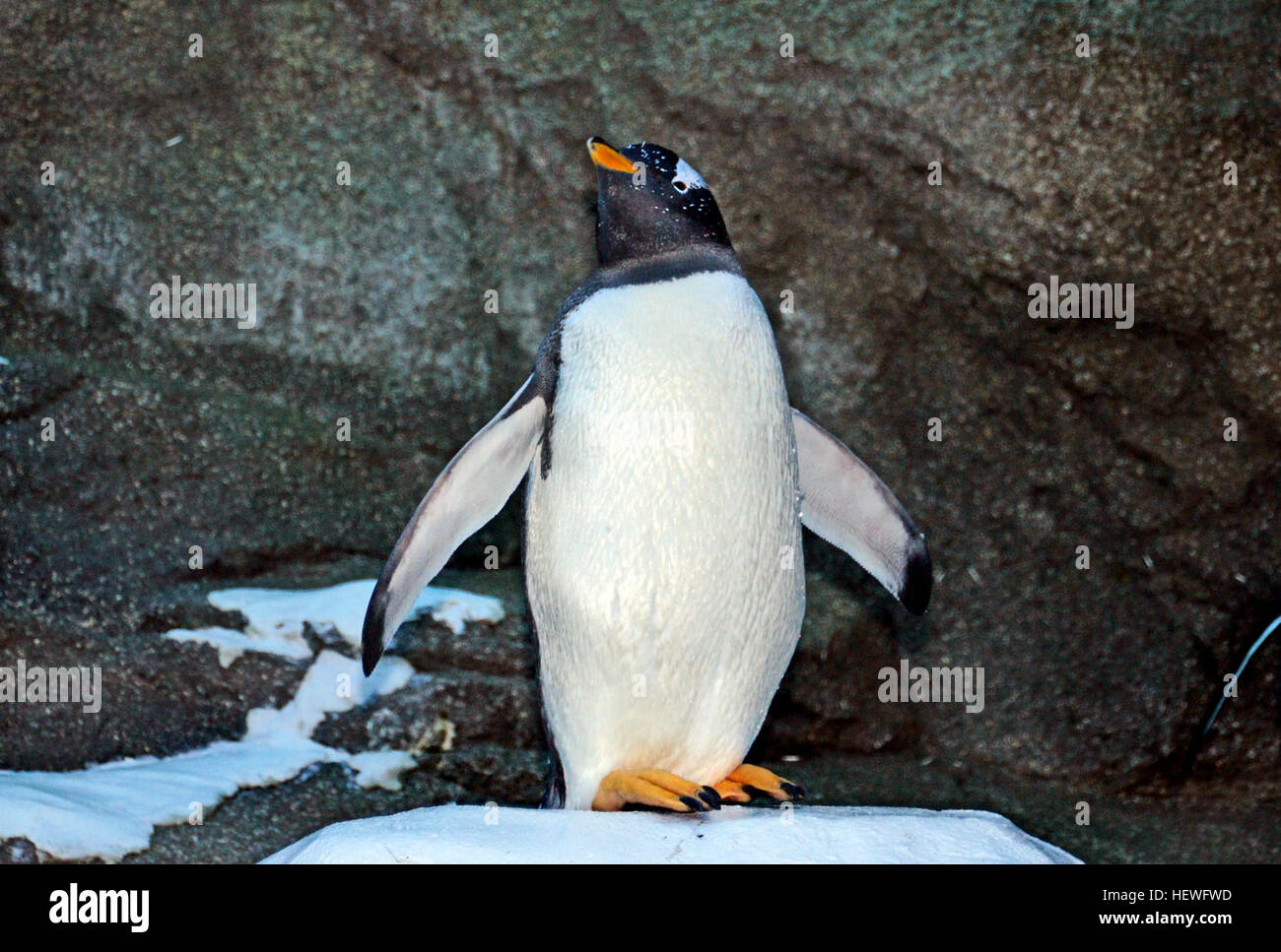 A Gentoo penguin at Calgary Zoo, known for its distinctive white eye ...