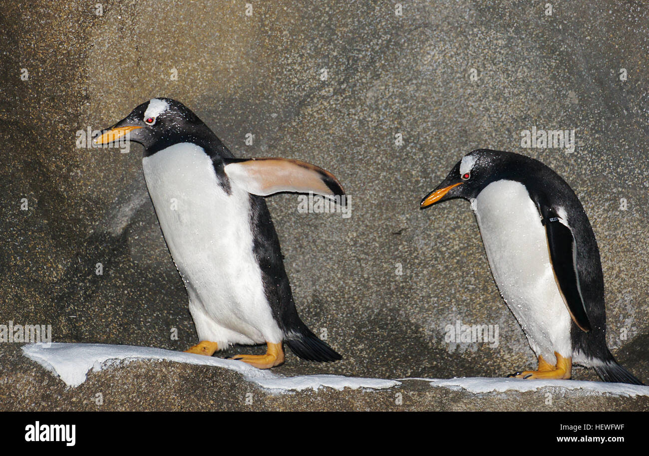 The Calgary Zoo is home to a variety of animal species, including ...