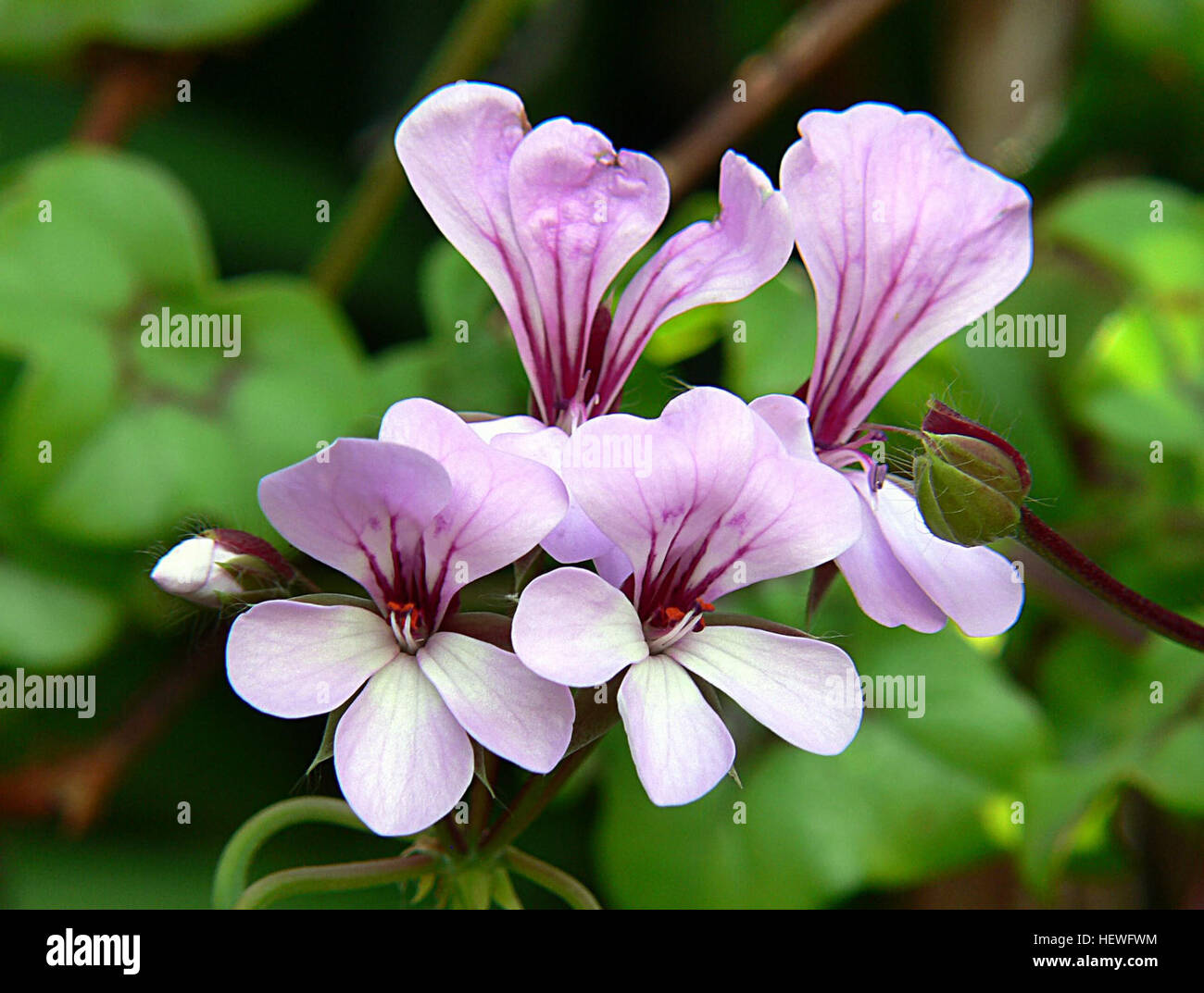 Geranium flowers are known for their bright, colorful blooms and are ...