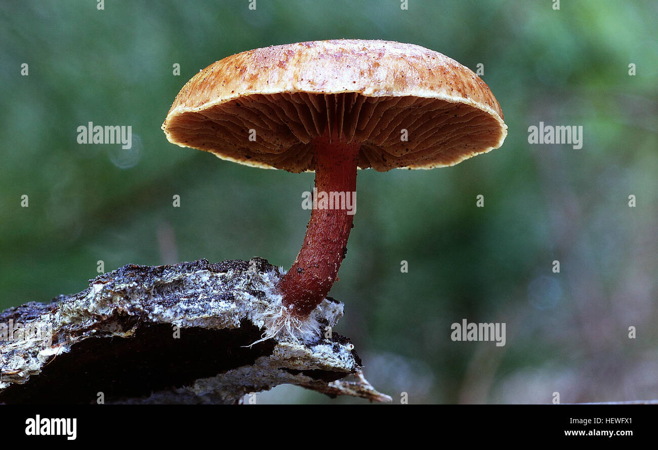 Gill fungi have gills under their caps -- the thin, vertical items ...