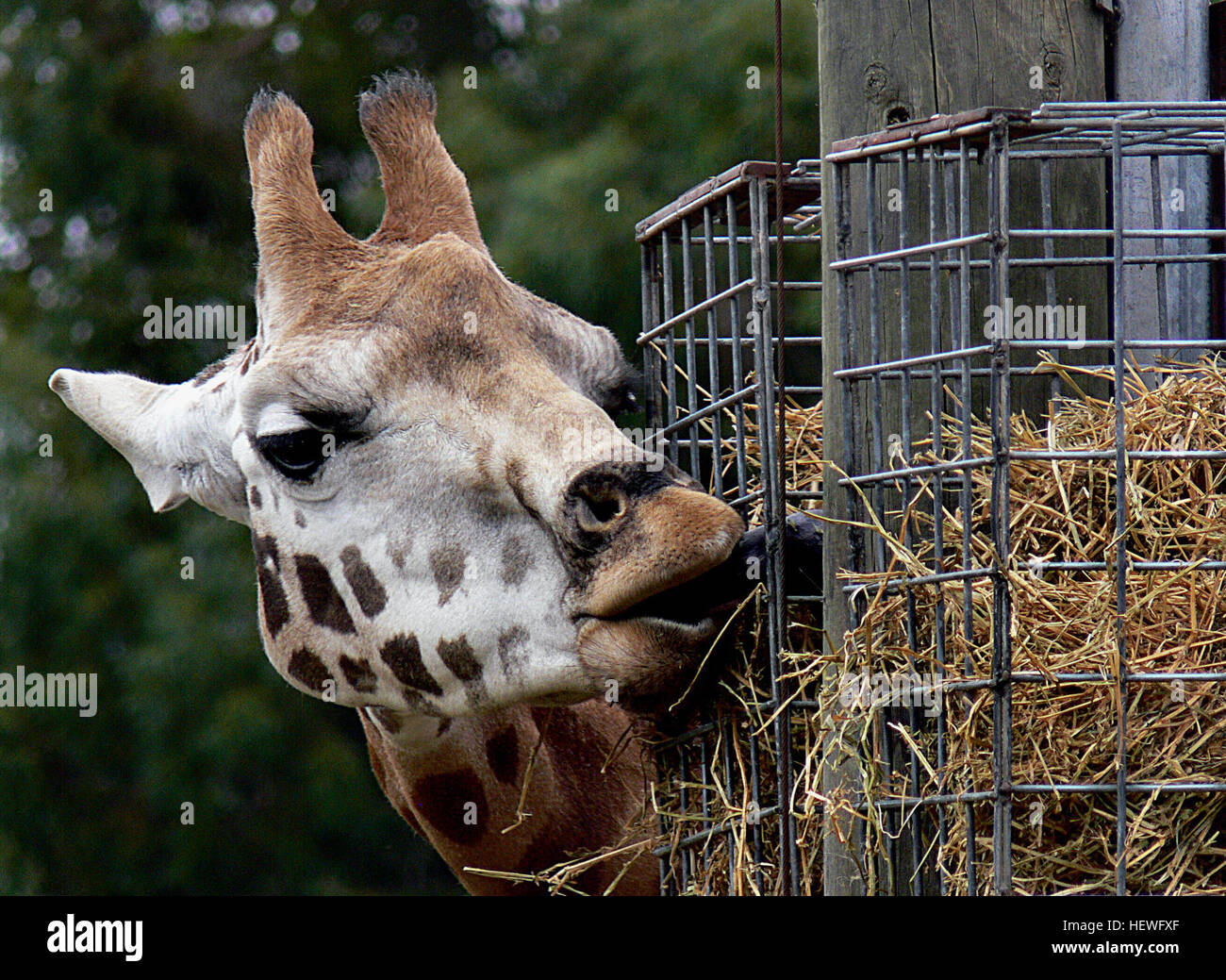 Orana Park in Christchurch, New Zealand, is home to giraffes and other ...