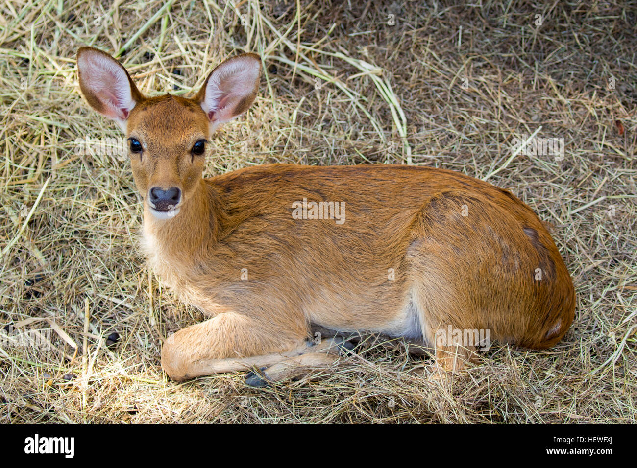 Image of a deer relax on nature background. wild animals Stock Photo ...