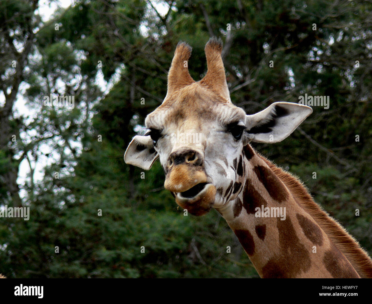 Giraffes, known for their long necks and unique appearance, are often ...