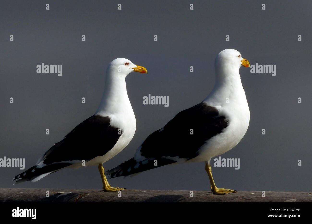 The Black-backed Gull, or Dominican Gull, is the largest and most ...