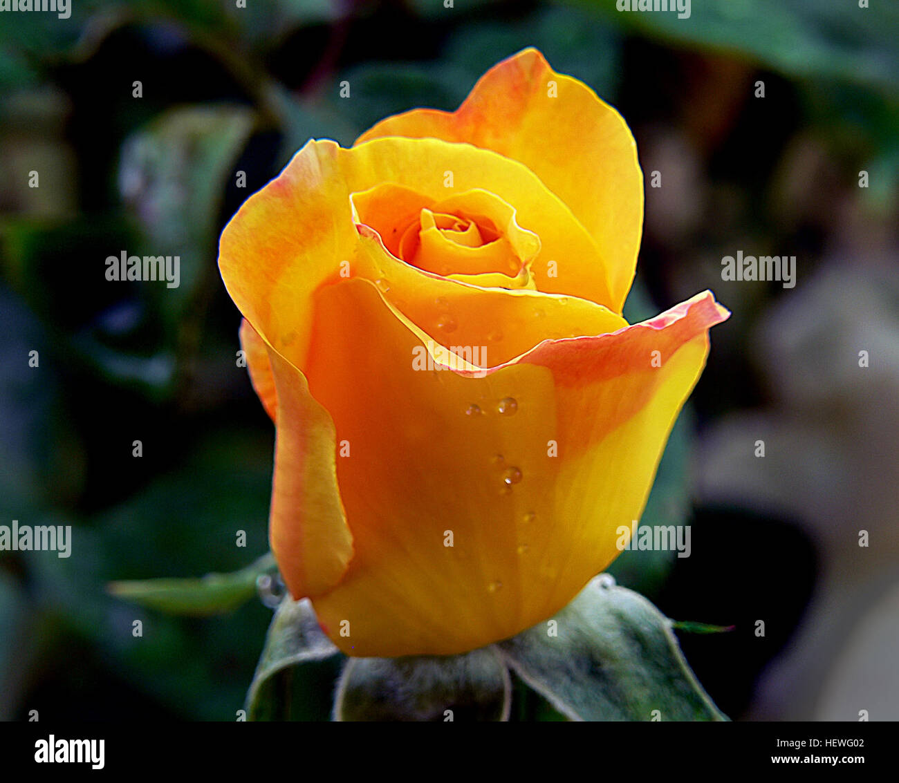 This rose, known for its golden yellow blooms with orange tips, is a ...