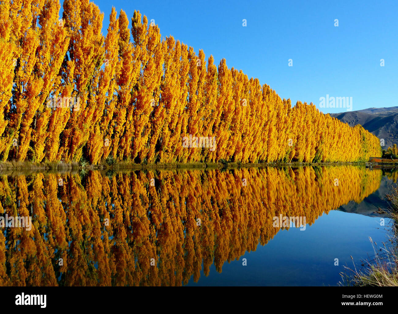 Western balsam poplar hi-res stock photography and images - Alamy