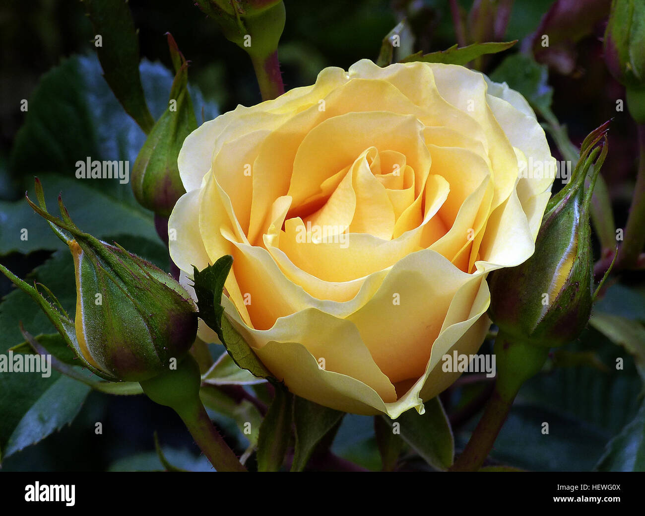 The Golden Gift Rose is a hybrid tea rose known for its compact growth ...