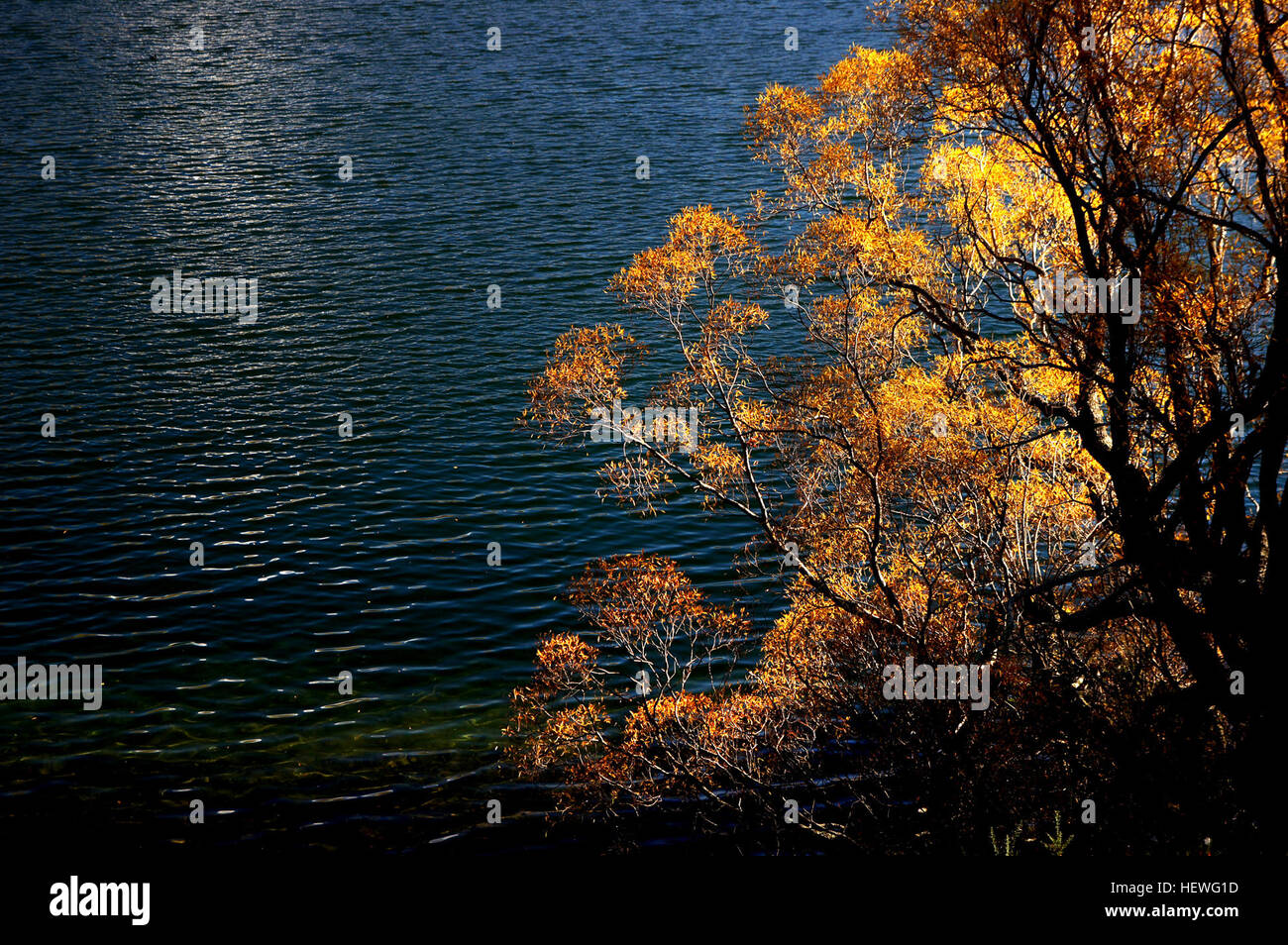 A scenic photograph of poplar trees in New Zealand's South Island. The ...