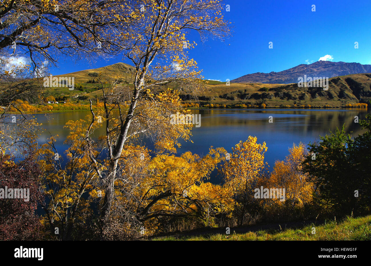Poplar trees are common in New Zealand’s South Island, where they stand ...
