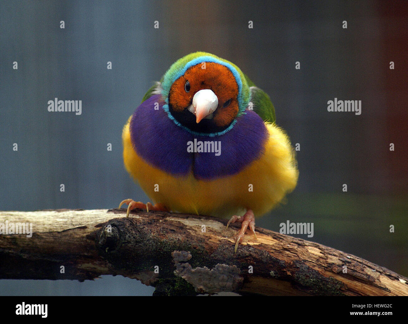 The Gouldian Finch, (Erythrura gouldiae), also known as the Lady ...