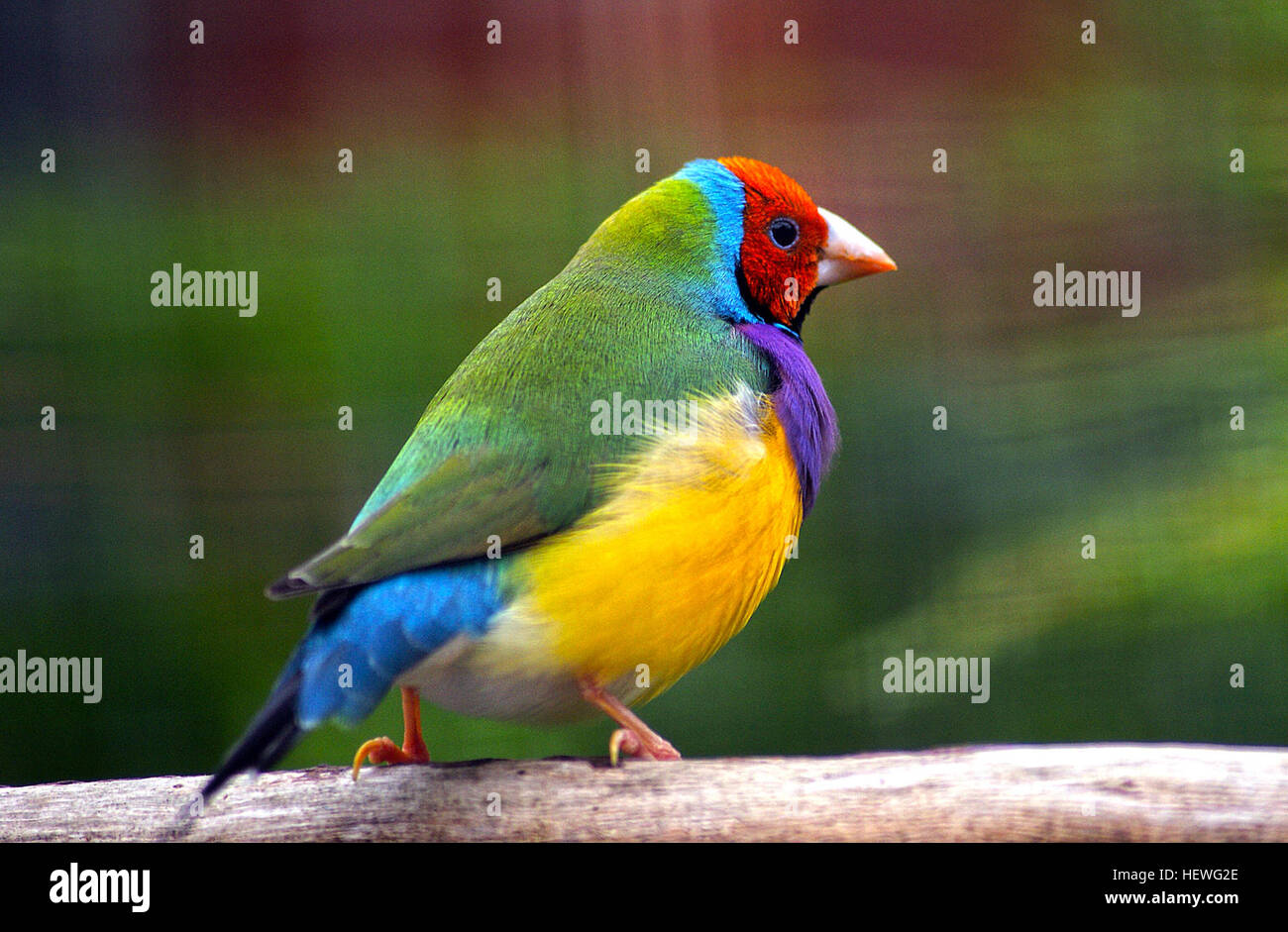 Rare finches hi-res stock photography and images - Alamy