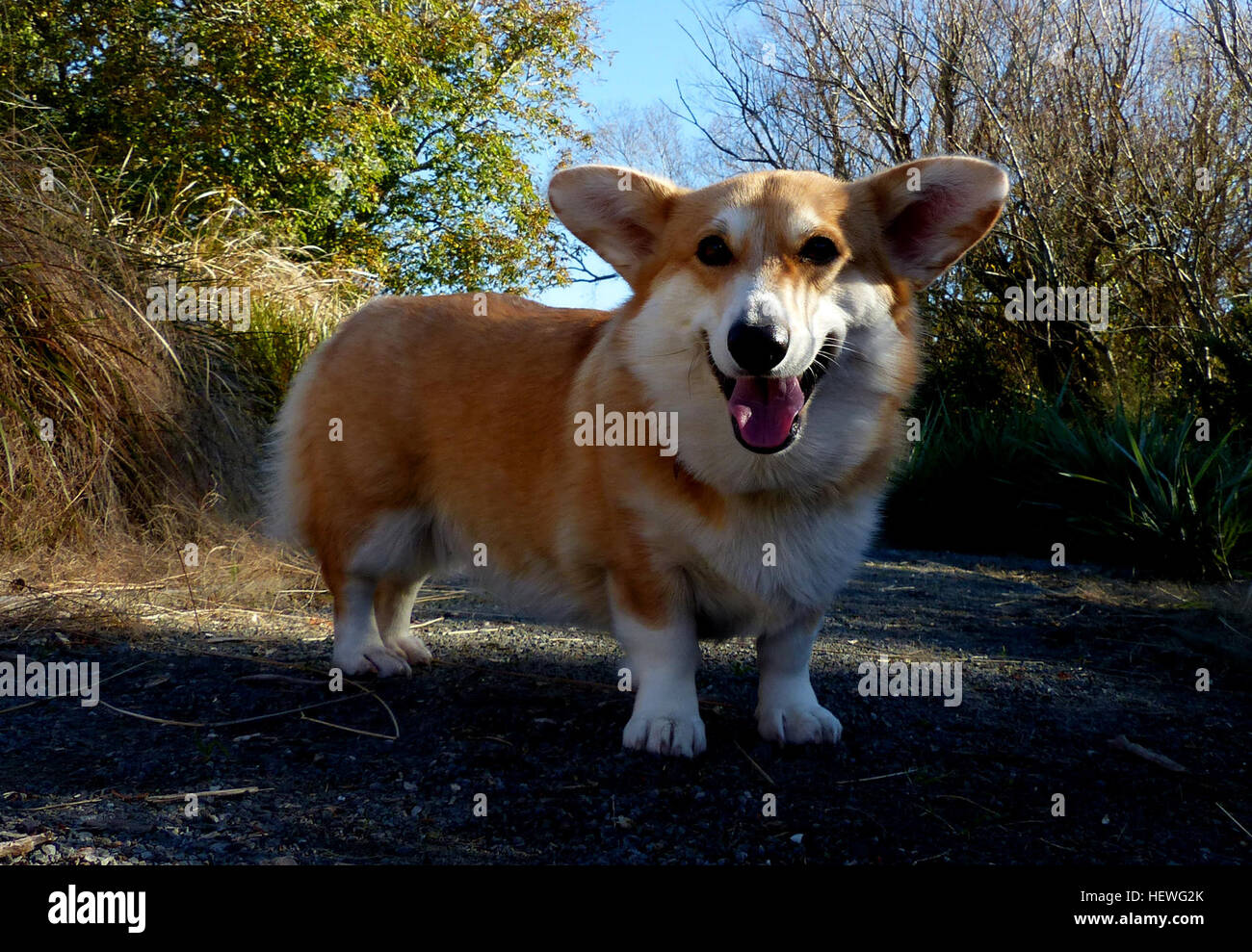 The Pembroke Welsh Corgi is a herding dog breed, which originated in ...