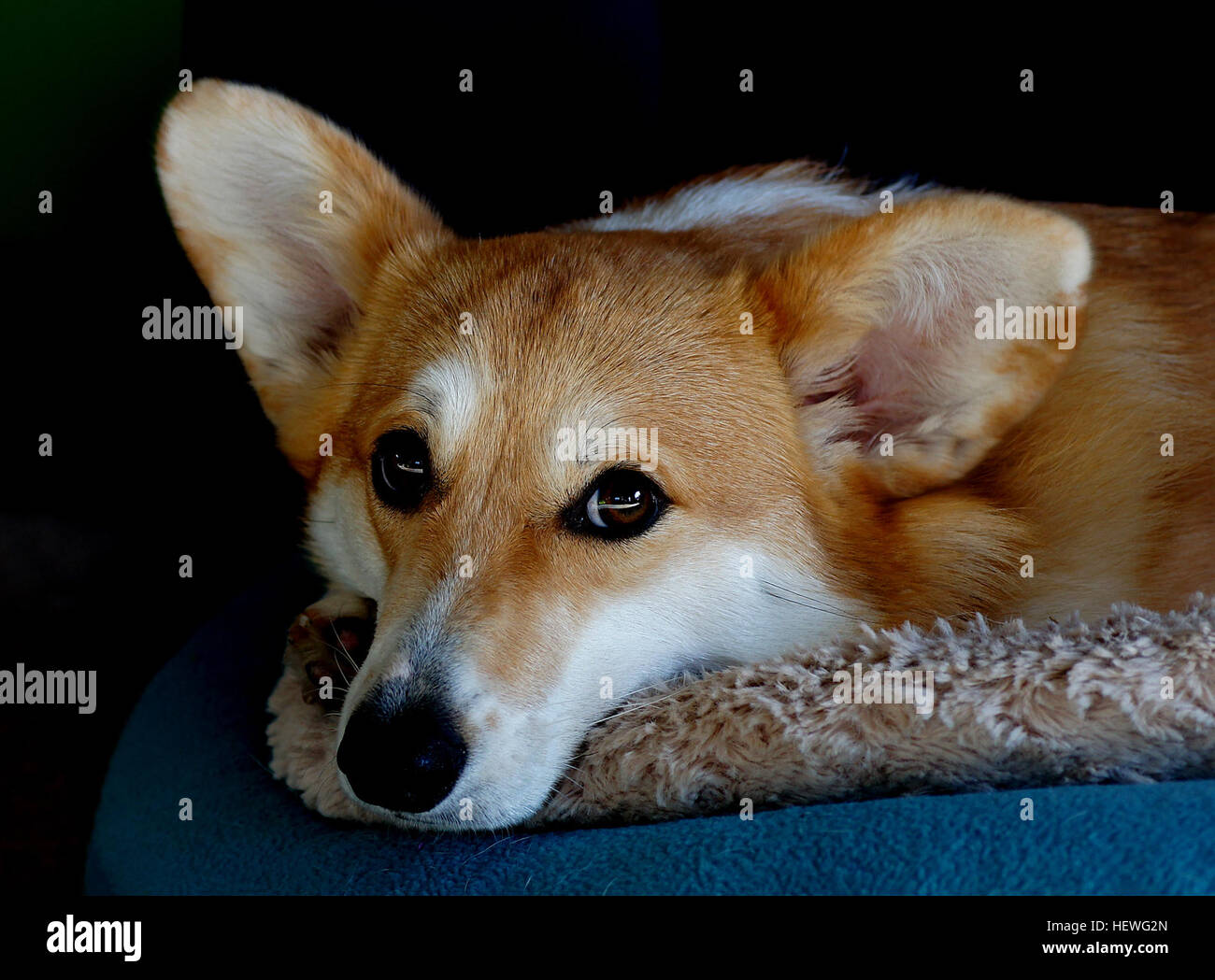 Dog breed wales hi-res stock photography and images - Alamy