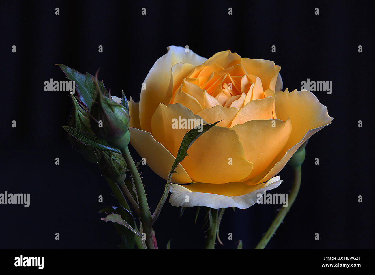 Cup shaped flowers hi-res stock photography and images - Alamy