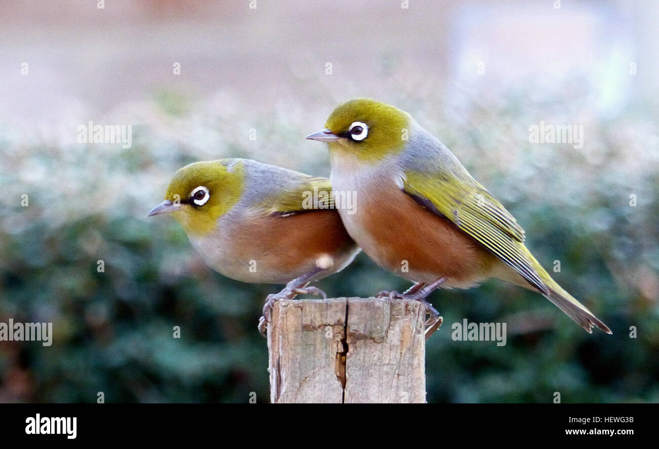 Australian silvereye zosterops lateralis photo hi-res stock photography ...