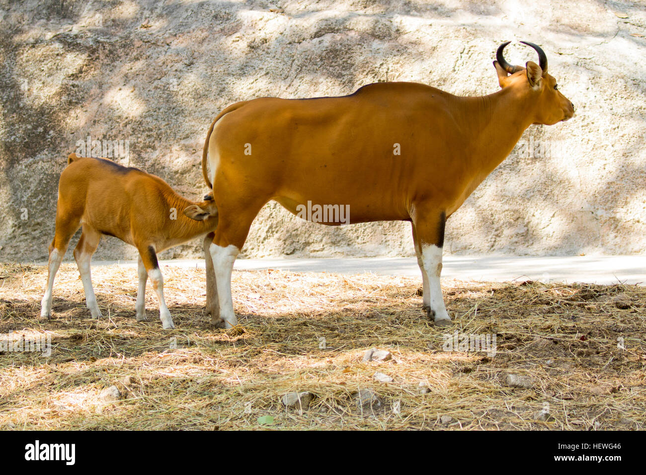 Image of a red bull female and red calf on nature background. wild ...