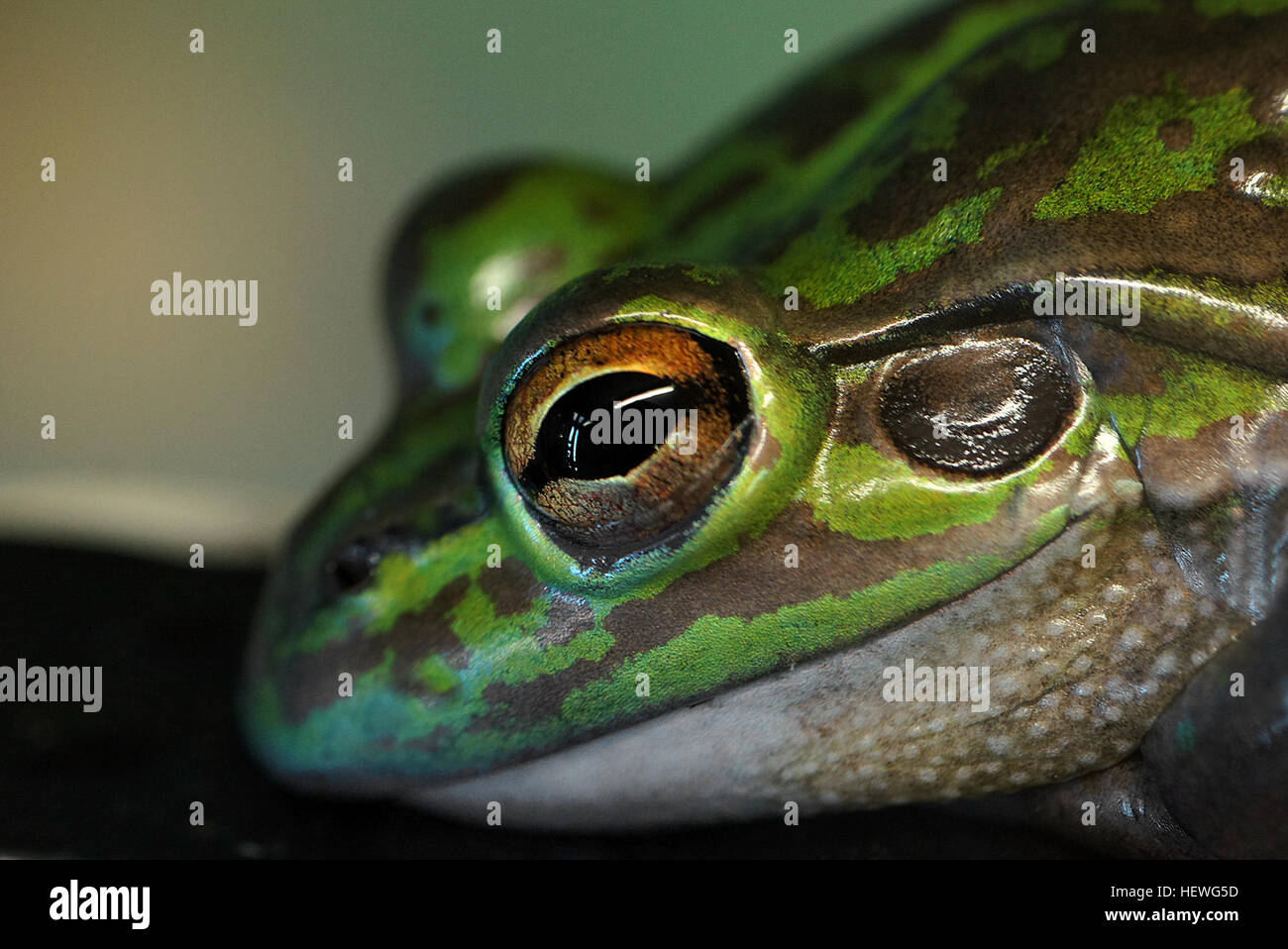 The Green and Golden Bell Frog, native to eastern Australia, is a ...