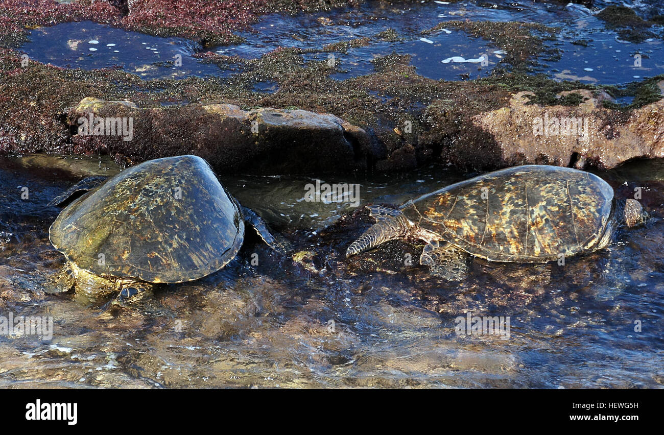 Ancestors Of Turtles