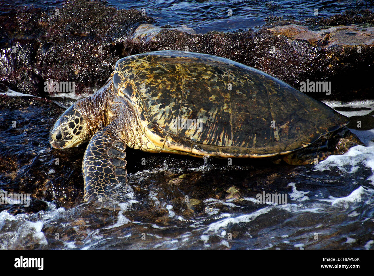 The green turtle is a large sea turtle known for its smooth, wide ...