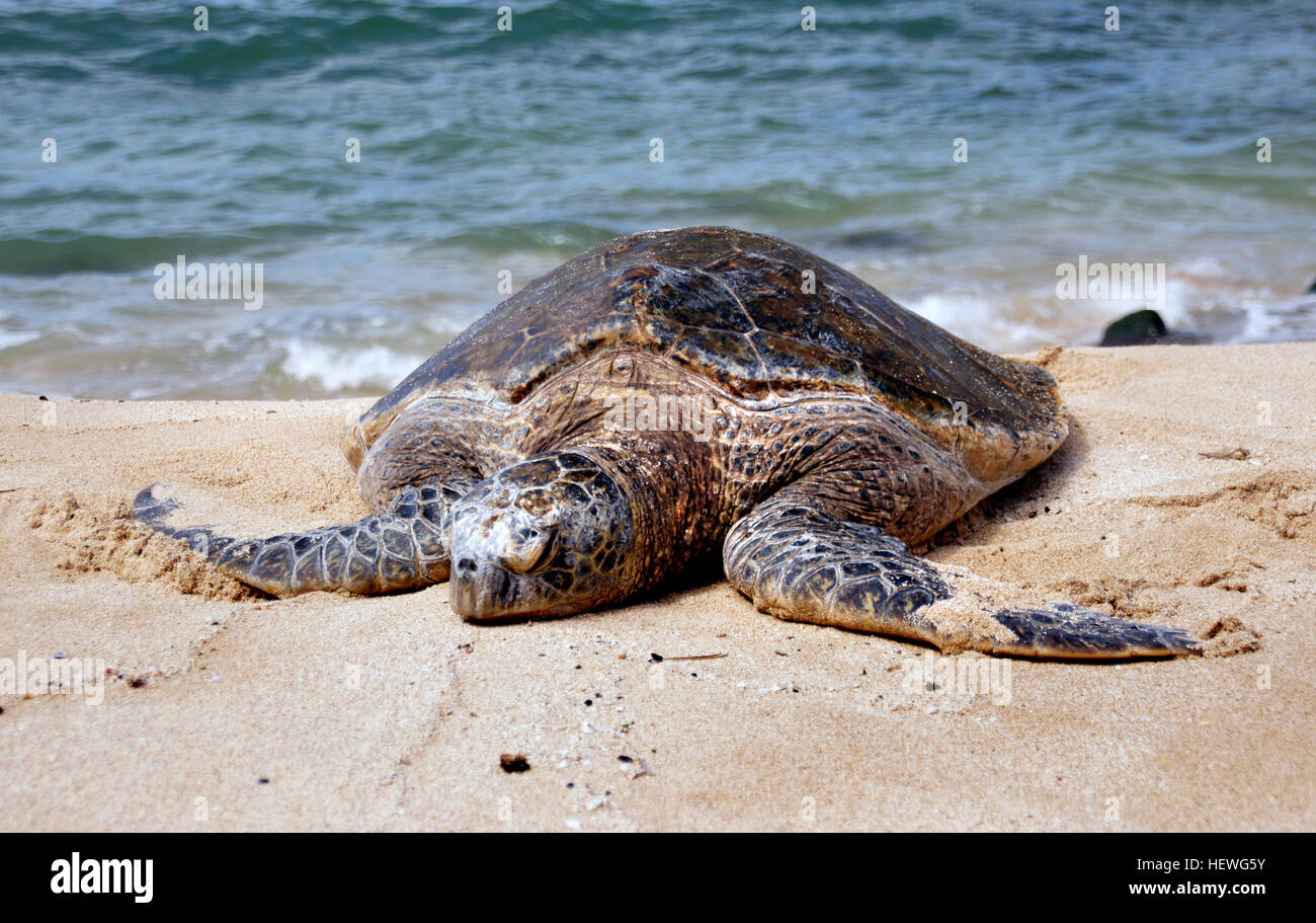 A green sea turtles habitat hi-res stock photography and images - Alamy