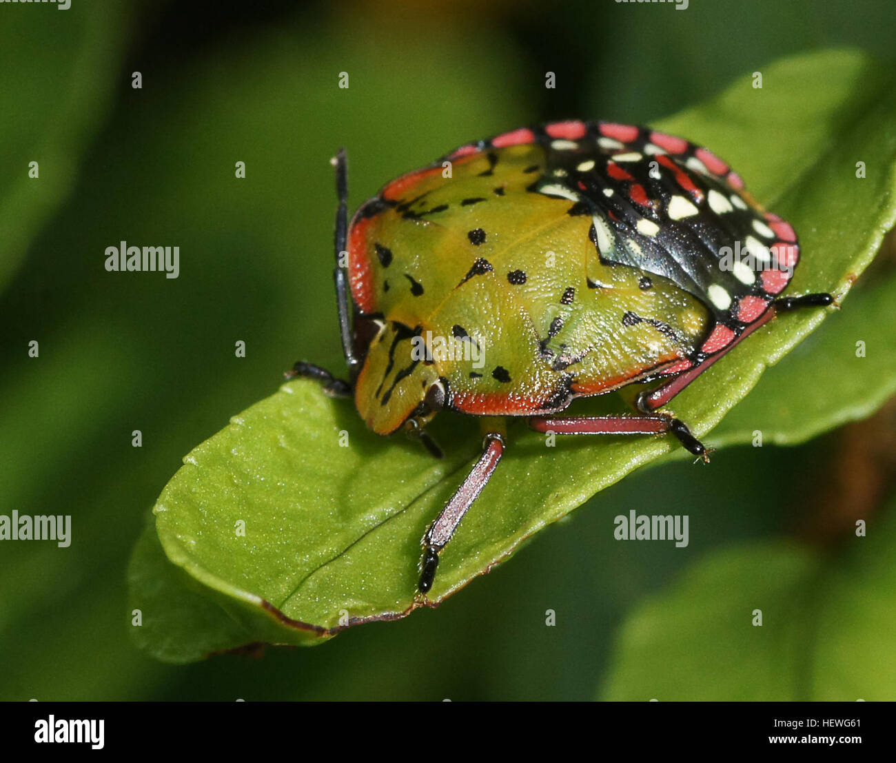 The green vegetable bug, a pest found across various regions including ...