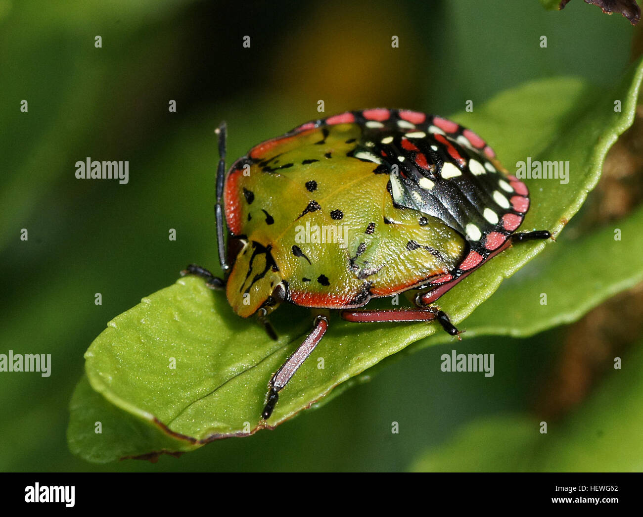 The green vegetable bug is a pest that damages crops like beans ...
