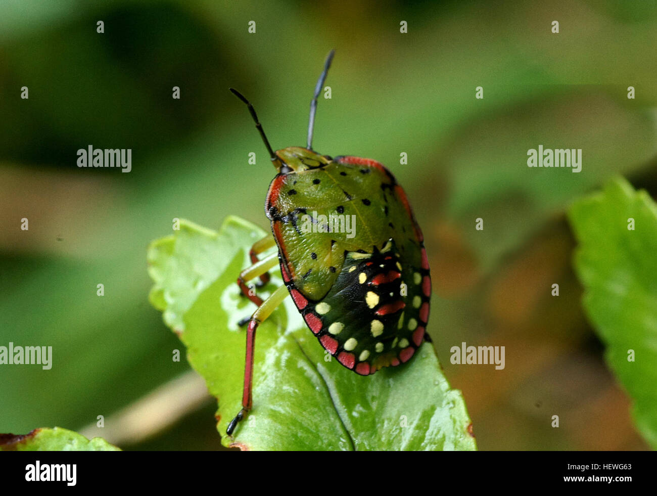 Nezara viridula green stink bug hi-res stock photography and images - Alamy