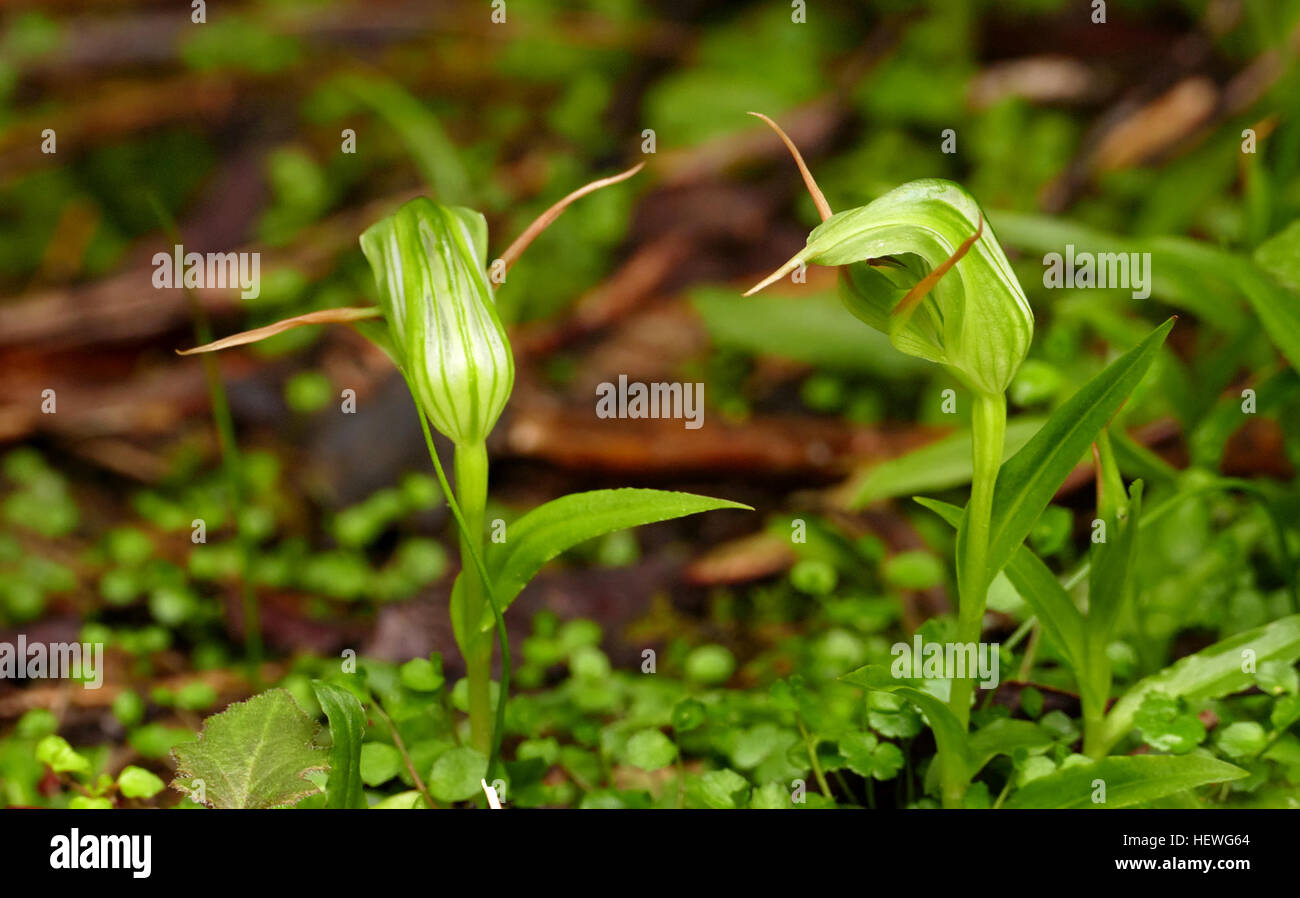 Hooded orchid flower hi-res stock photography and images - Alamy