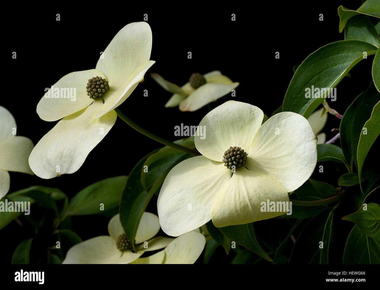 Dogwoods - now you're barking up the right tree! The Cornus or Dogwood ...