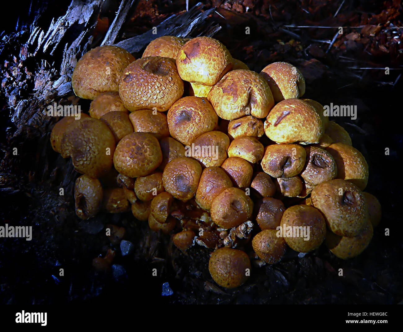 Fungal family strophariaceae containing hi-res stock photography and ...