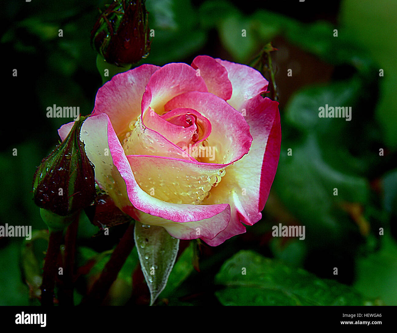 Cream with pink edged rose hi-res stock photography and images - Alamy