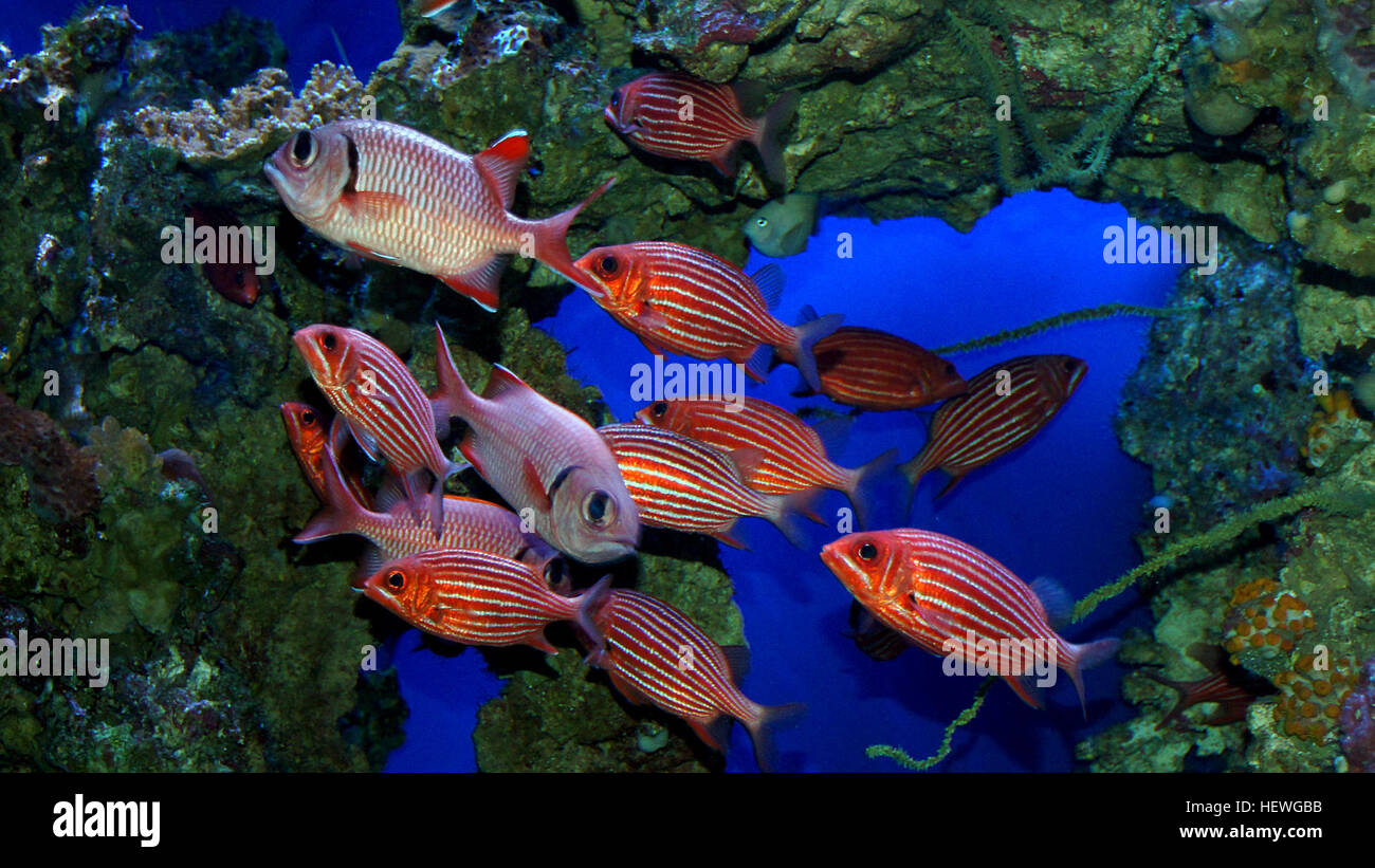 Biodiversity coral reefs red sea hi-res stock photography and images ...