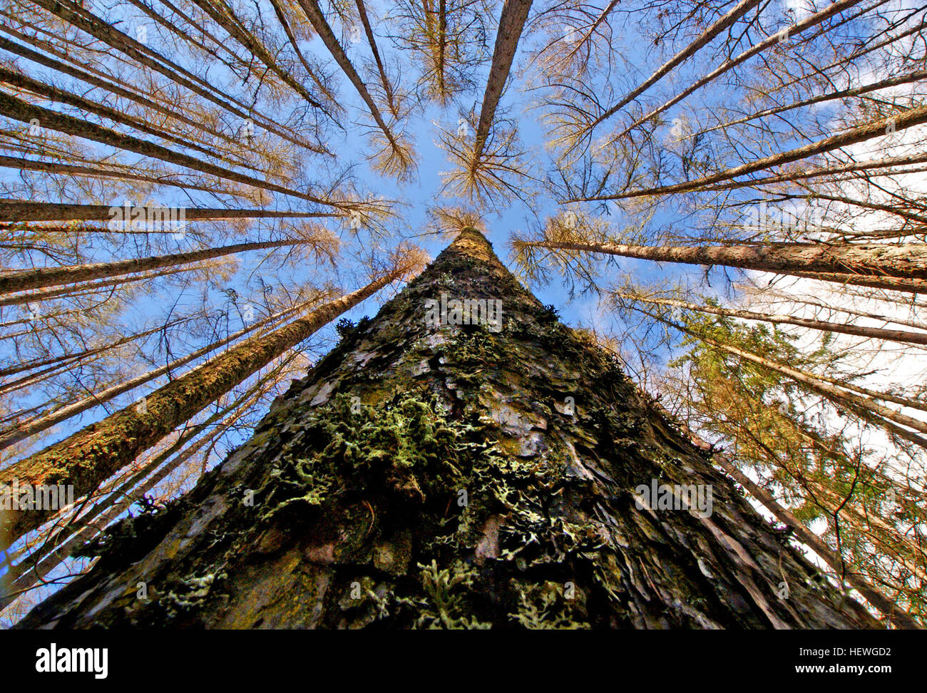Larix decidua, known as the European larch, is a tree species native to ...