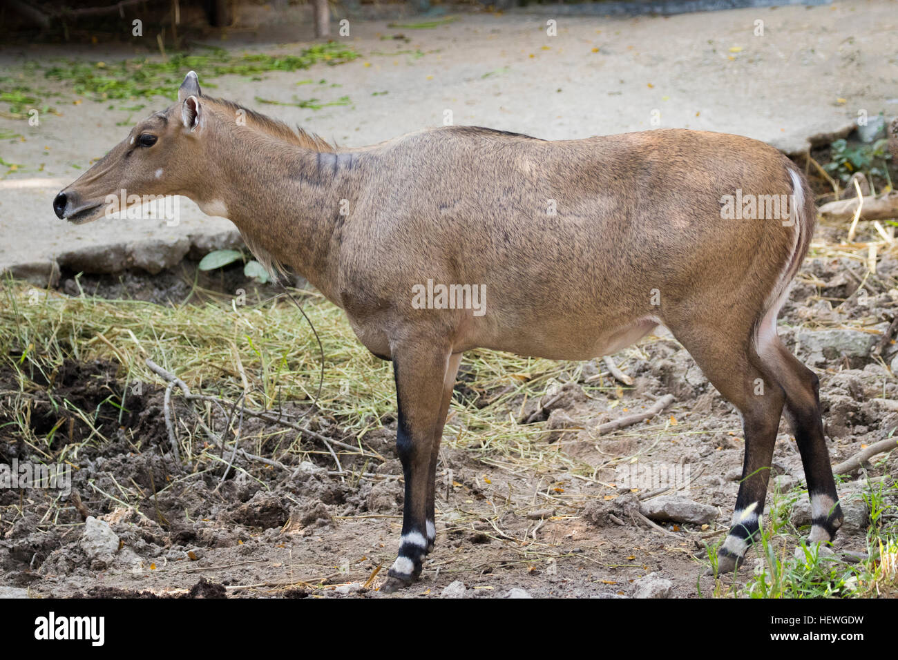 Blue bull hi-res stock photography and images - Alamy
