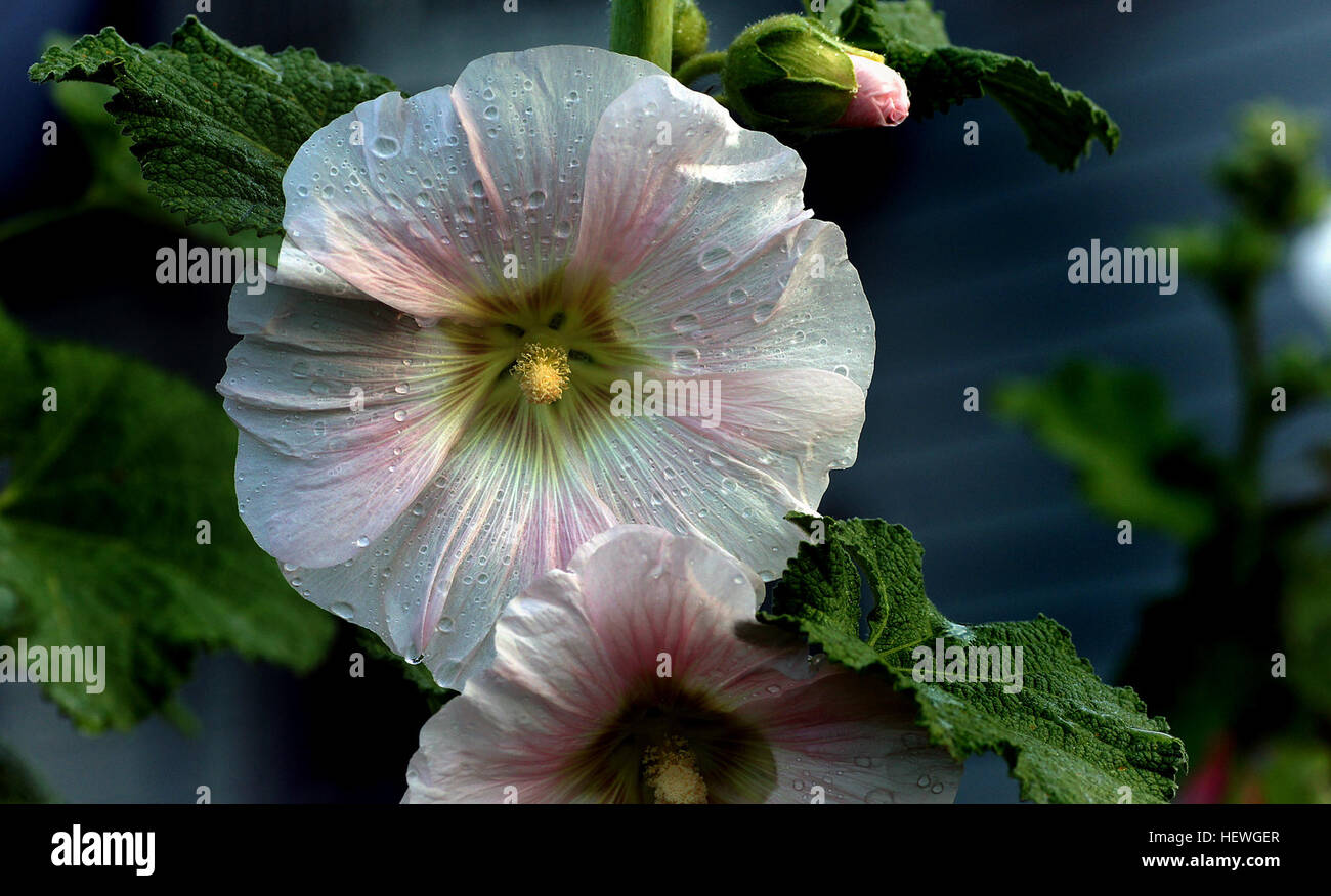 Alcea, commonly known as hollyhocks, is a genus of about 60 species of ...