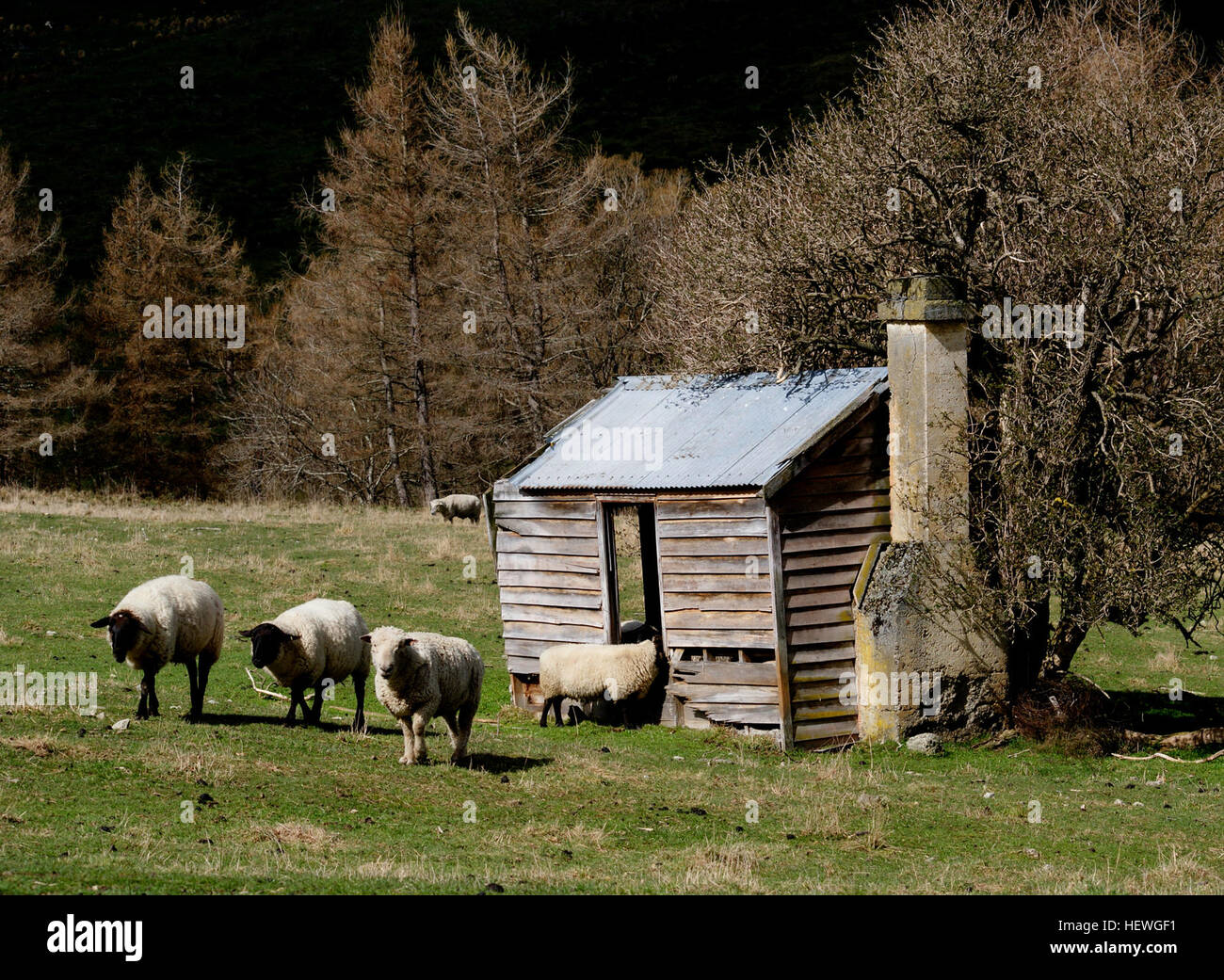 Sony sheep hi-res stock photography and images - Alamy