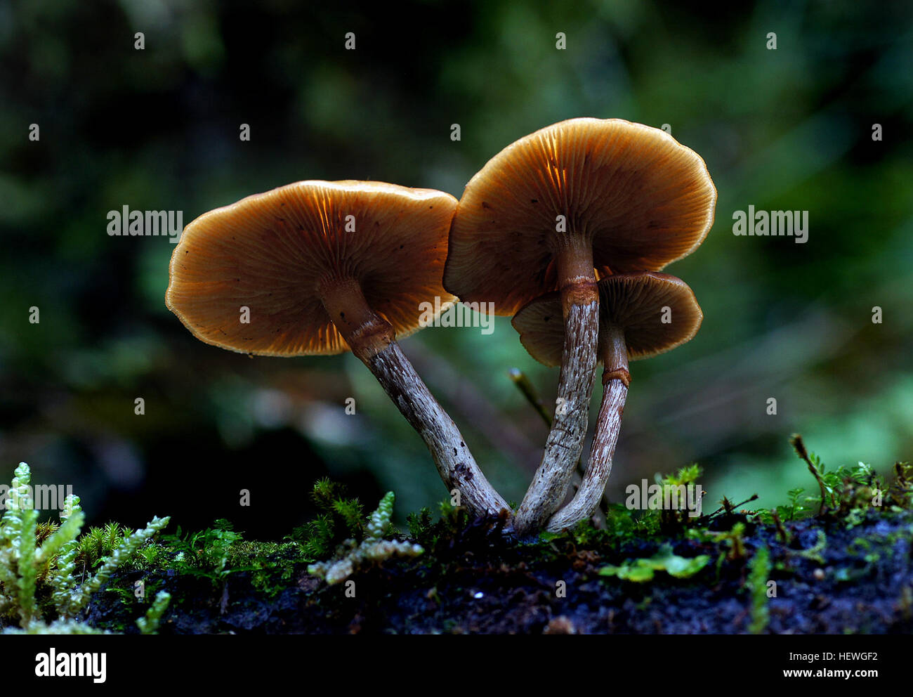 Parasitic fungi hi-res stock photography and images - Alamy