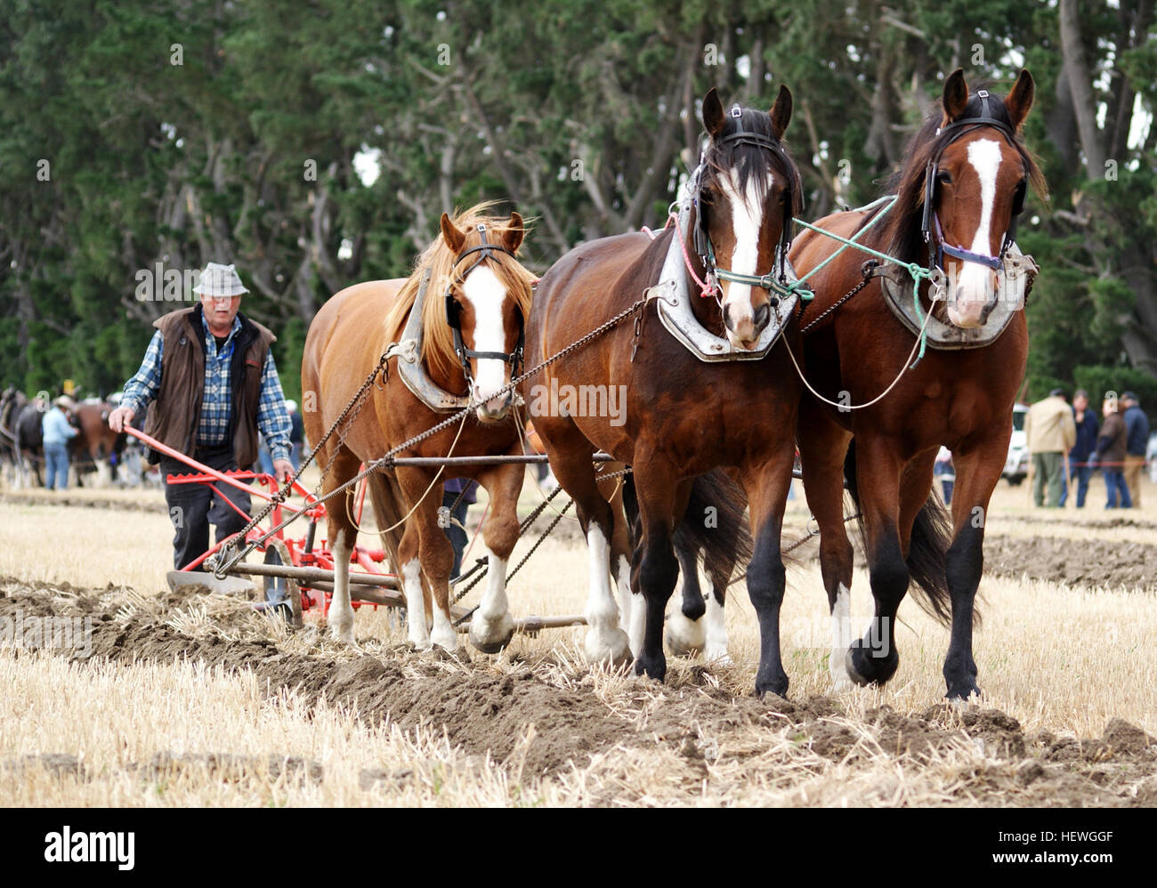 Medieval agriculture horse plow hi-res stock photography and images - Alamy