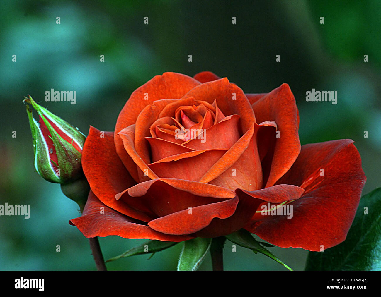 The Hot Cocoa rose, a hardy floribunda variety, is known for its ...