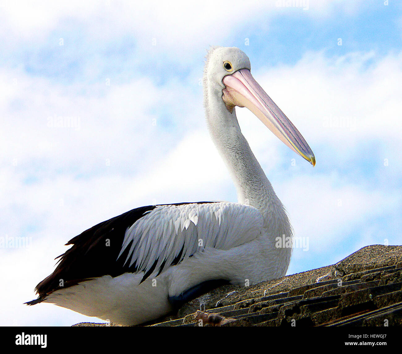 Pelicans are large water birds known for their long beaks and throat ...