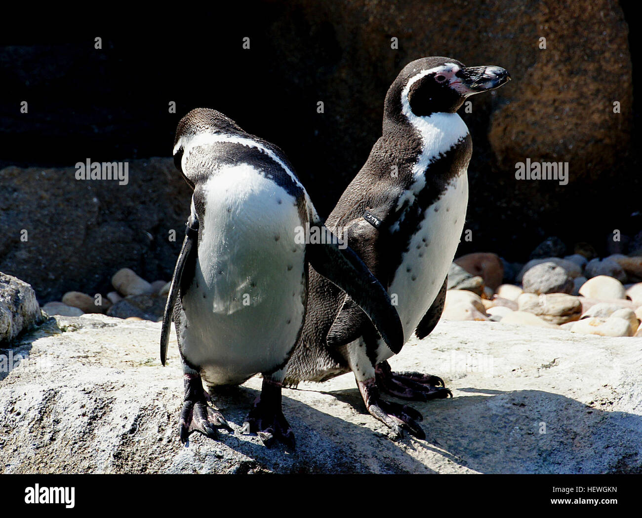 The Humboldt Penguin, native to coastal Peru and Chile, is a South ...