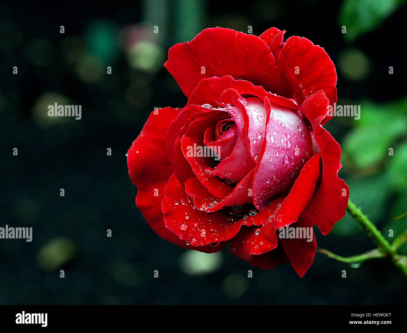 Candella Hybrid Tea Rose features large crimson-maroon blooms with ...